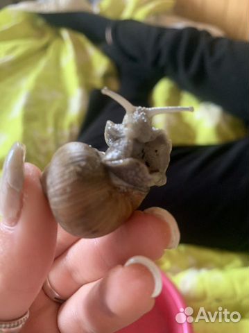 Улитка виноградная Саша и Петя