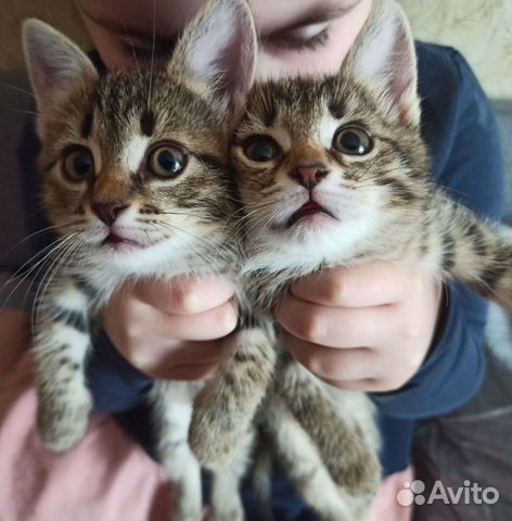 Котята в добрые руки(остались две девочки)