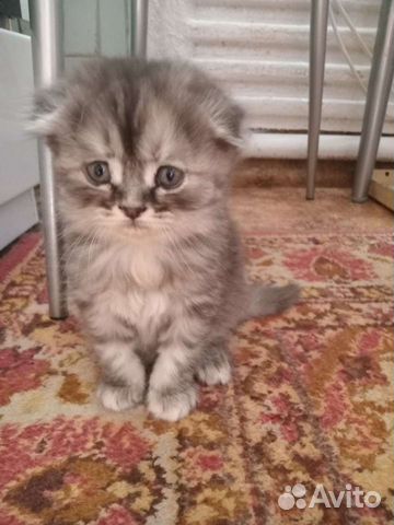 Британская