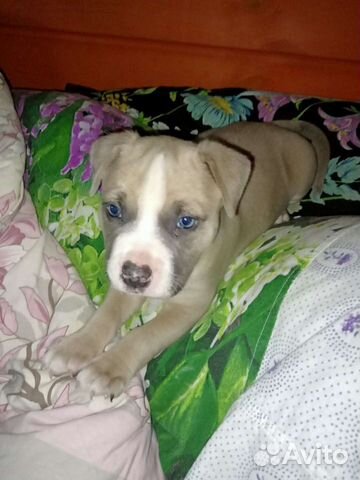 Стаффордширский терьер щенки