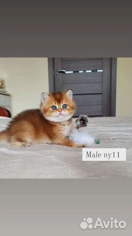 Кот золотая шиншилла