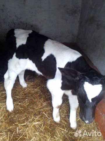 Бычки и быки