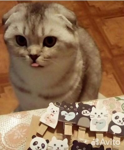 Шотландские вислоухие и прямоухие котята
