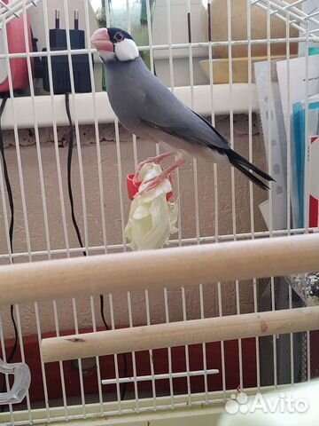 Рисовые амадины