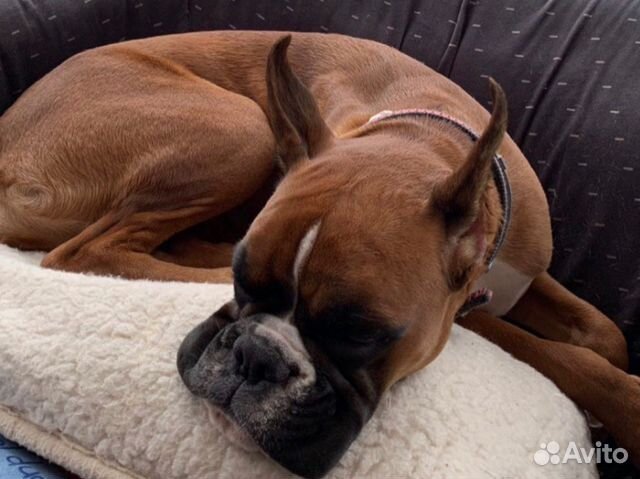 Немецкий боксер