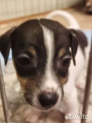 Джек Рассел терьер щенки