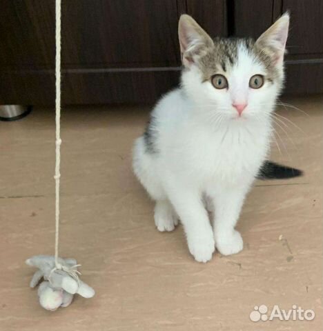 Кошки в добрые руки бесплатно