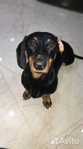 Такса В добрые руки