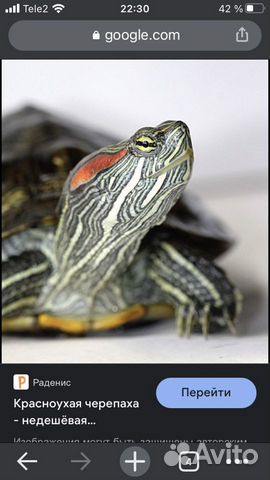 Красноухая черепаха бесплатно