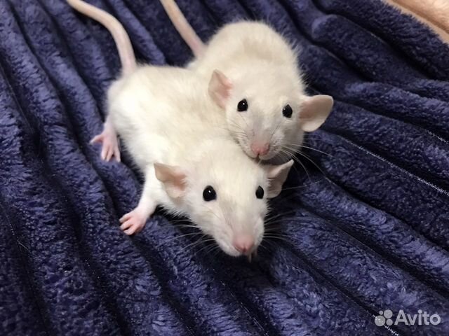 Крысята сиамские дамбо