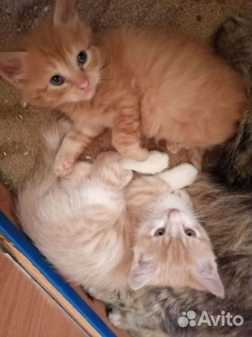 Котята мальчики бесплатно