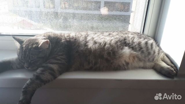 Кошка вискас