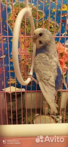 Попугай. Чех. Самка