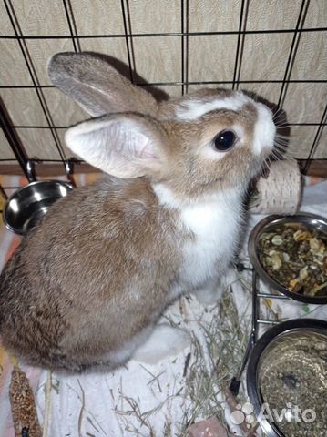 Кролик девочка 4 месяца