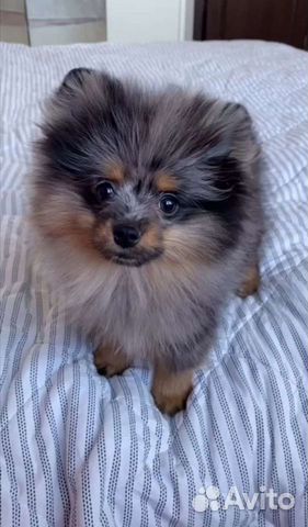 Щенок померанского шпица Мерле