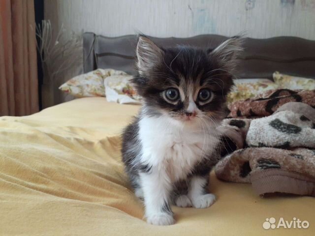 Котики персидские
