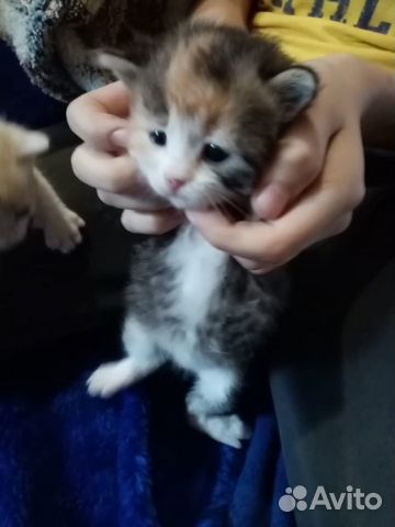 Котята