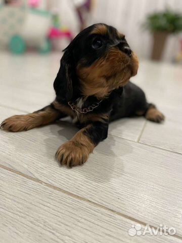 Кавалер кинг чарльз спаниель