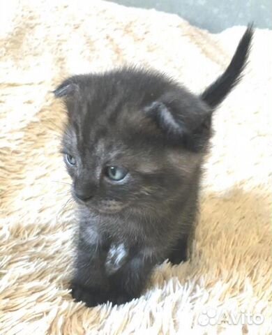 Вислоухий котенок необычной окраски