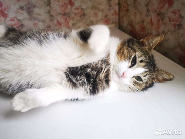 Кошка