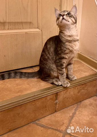 Ласковый котенок в добрые руки