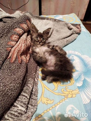 Кошка