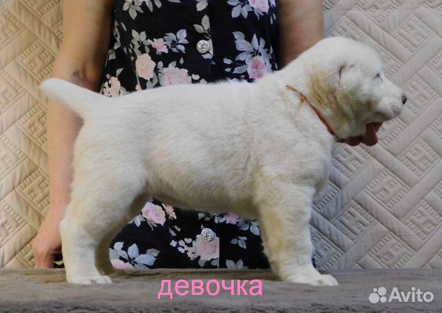 Щенки сао (алабай)