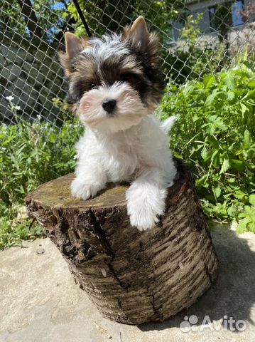 Мальчик бивер