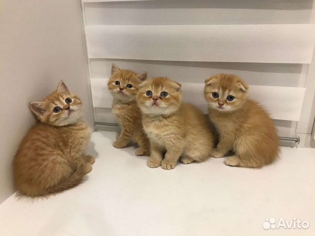 Шотландские вислоухие и прямоухие котята рыжие
