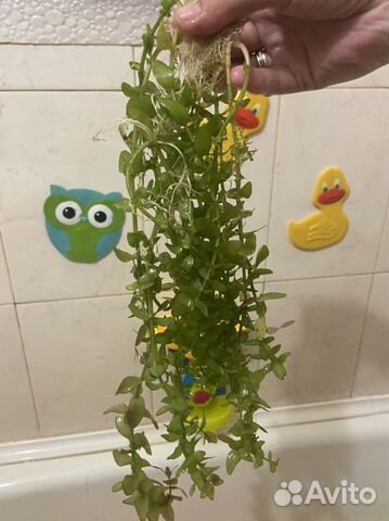 Обменяю аквариумные растения