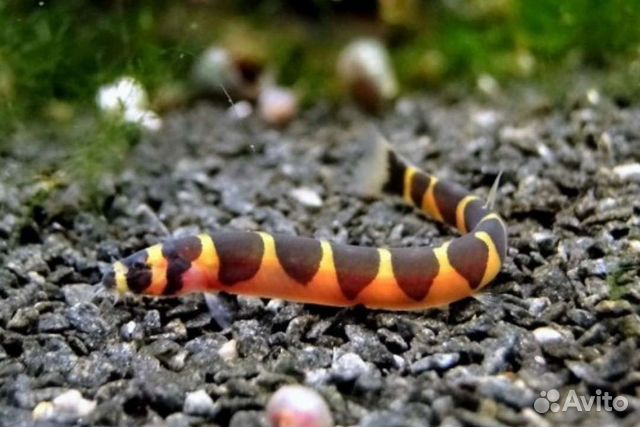 Акантофтальмус