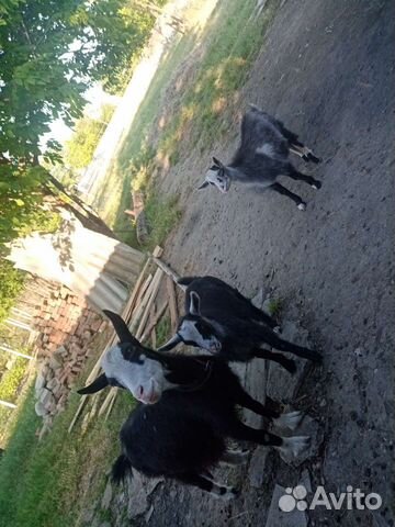 Каза доена с казлятами