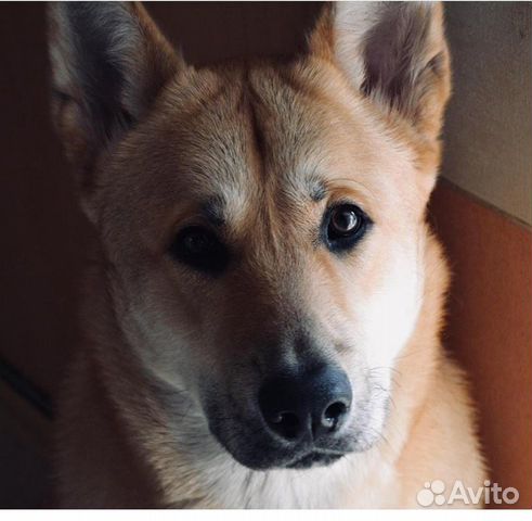 Отдам в хорошие руки собаку