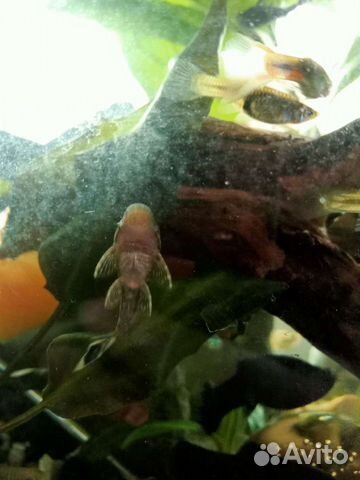 Аквариумные рыбки