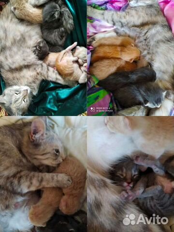 Котята в добрые руки (бронь)