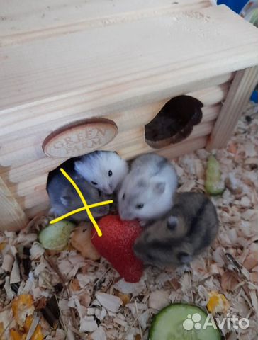 Джунгарские хомячки, детки