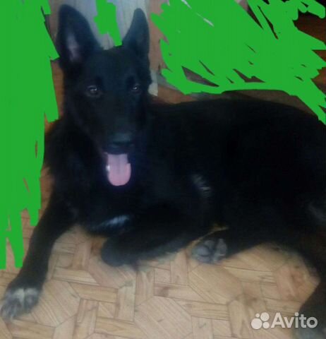 Немецкая овчаркаа