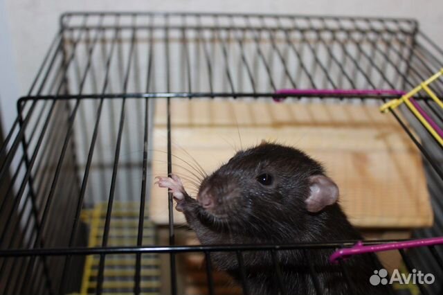 Крыса дамбо с клеткой