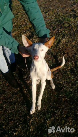 Щенок Поденко Ибиценко Podenco борзая