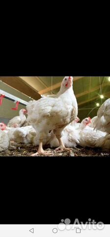 Куры бройлер