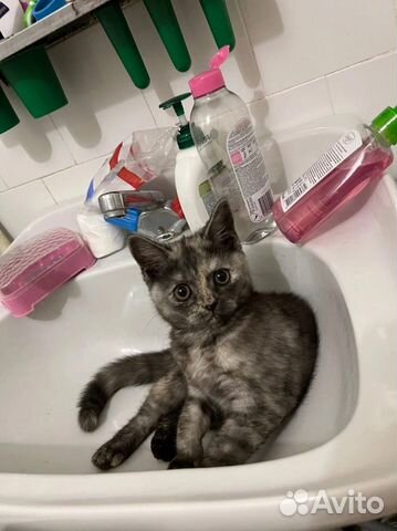 Британский котенок