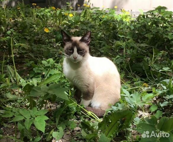 Кот, метис сноу шу