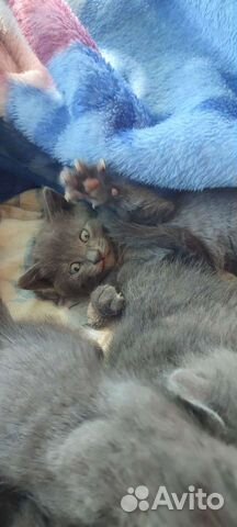 Котята