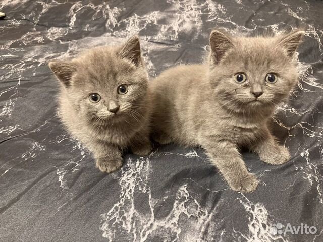 Шотландские котята медвежьего типа