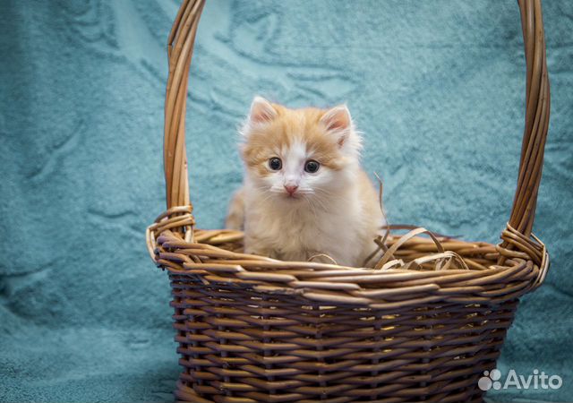 Рыжий котенок девочка