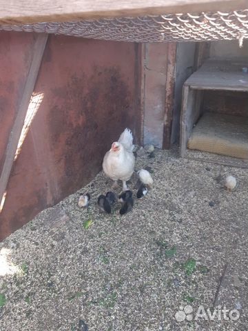 Продам клушек-несушек домашних с цыплятами