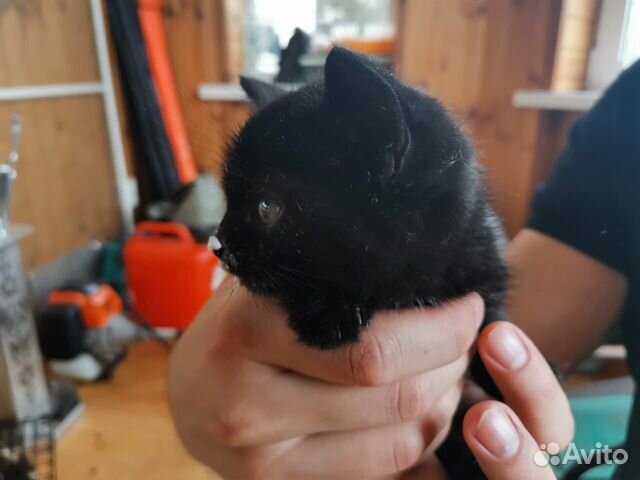 Котятенок в добрые руки