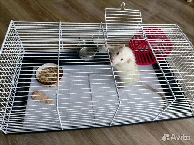 Крыска дамбо