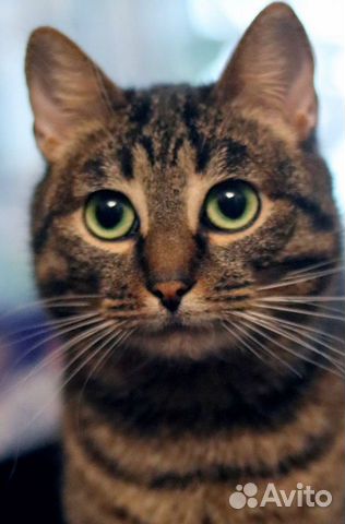 Буня в добрые руки