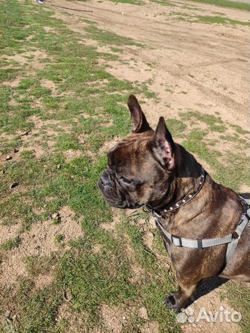 Французская девочка ищет друга